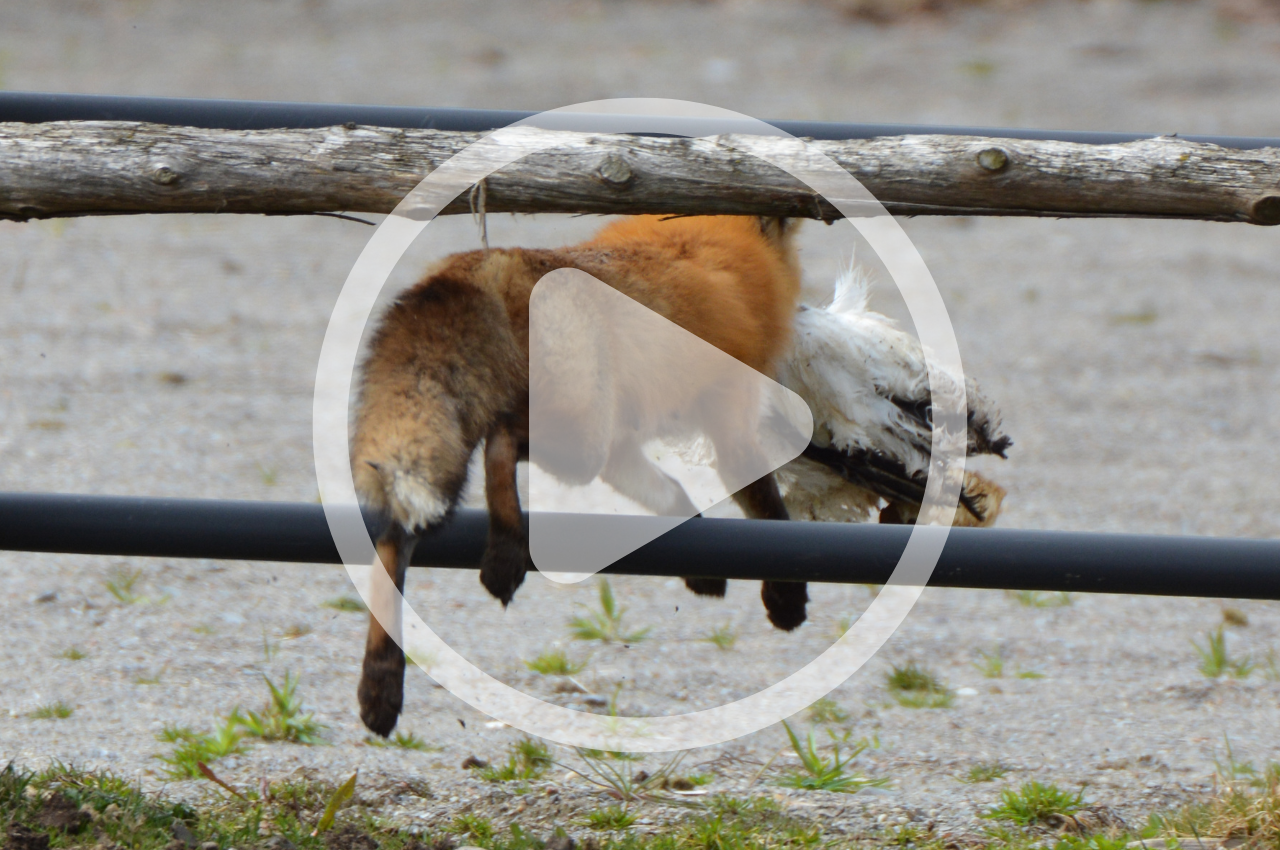 Preventing Poultry Predators – Mother Earth News